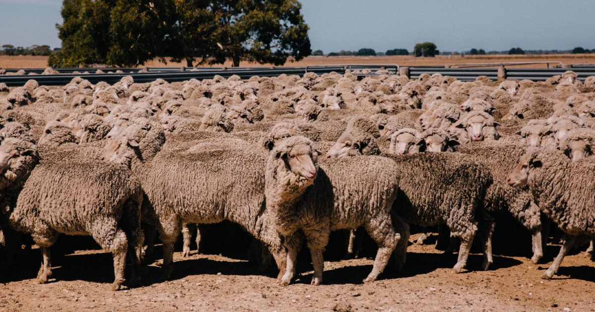 AJ & PA McBride | Overseer